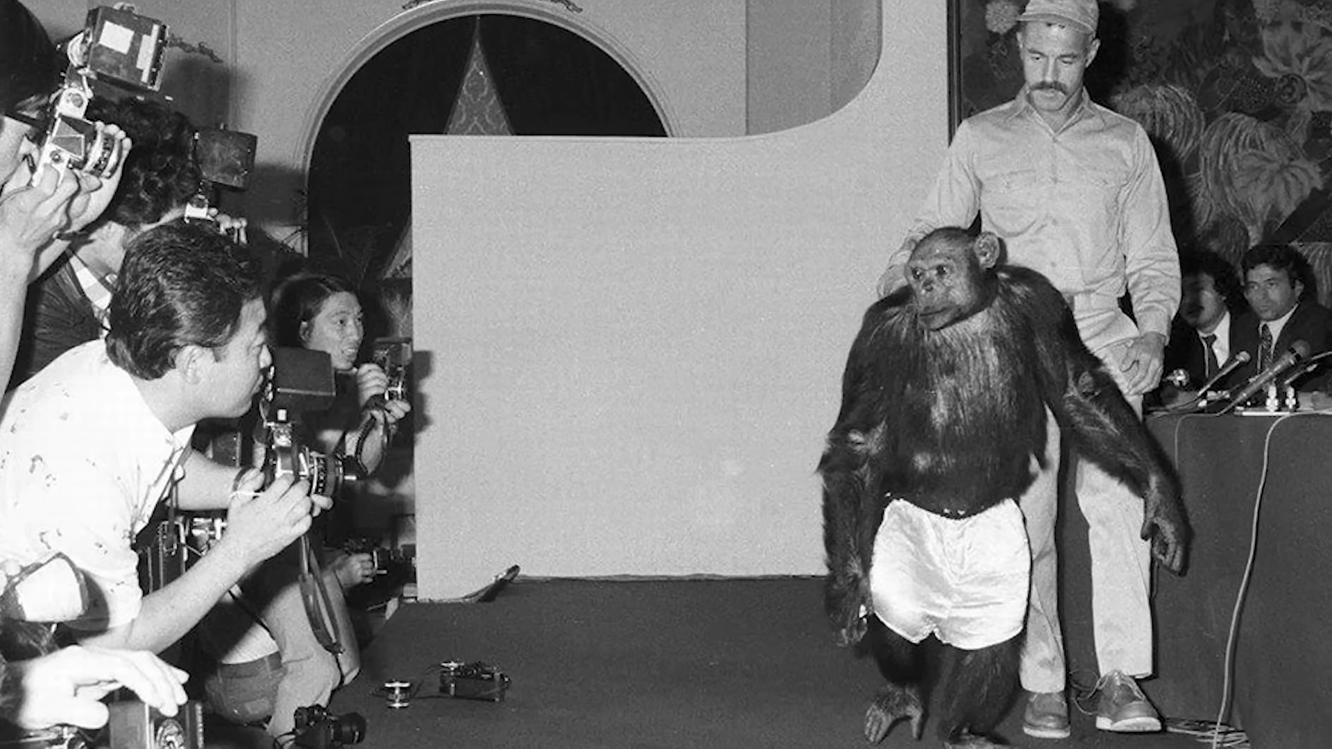 This is what happened to the chimp mistaken for a human hybrid