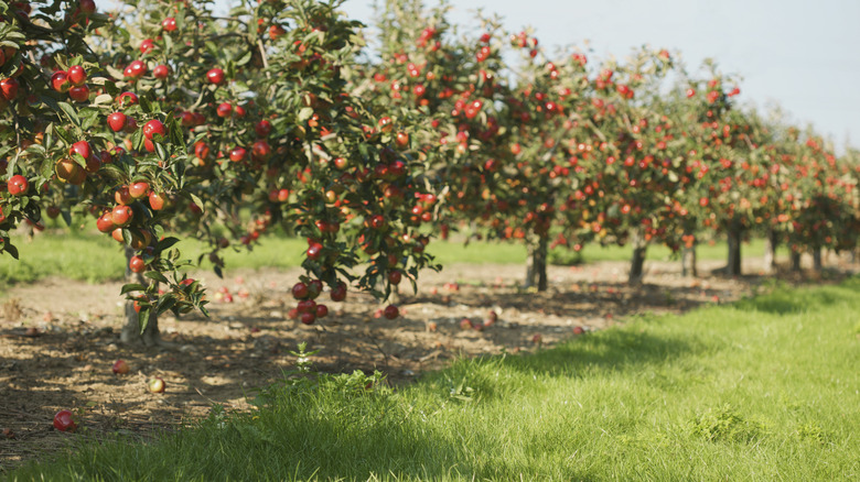 Mistakes everyone makes when growing fruit trees