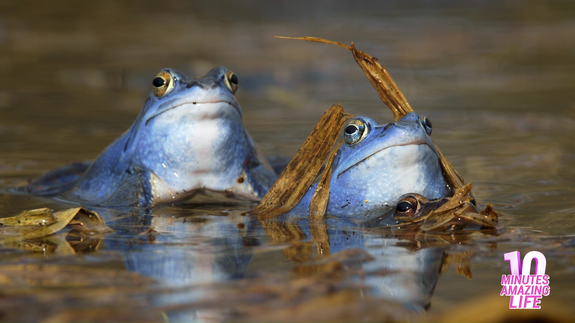 Rare blue moor frogs gather together during breeding season