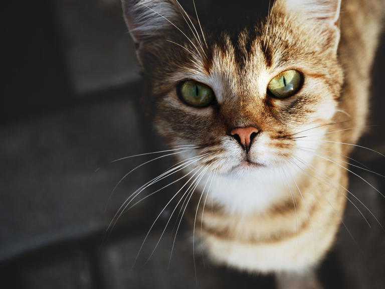 Landlord takes cat fight to tribunal