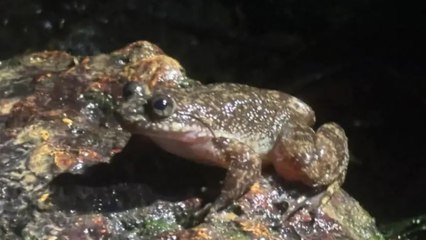 London Zoo welcomes rare Ghanaian frogs to prevent extinction
