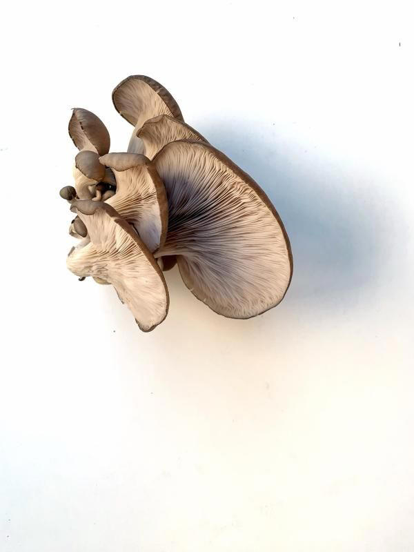 La receta otoñal con hongos, espinaca y huevo poché ideal para días fríos