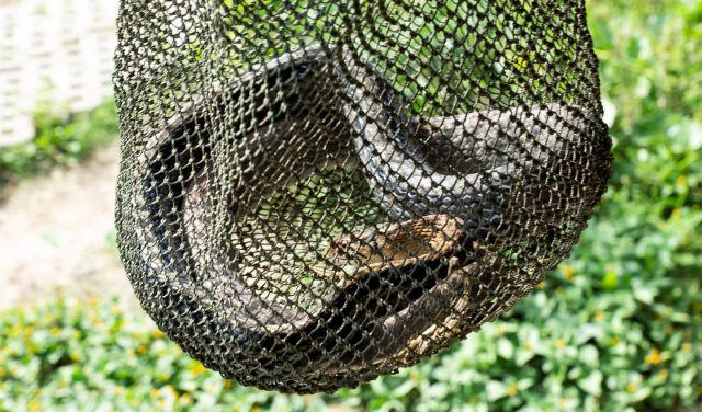 Indian cobra found inside grandparents' house in India before snake ...