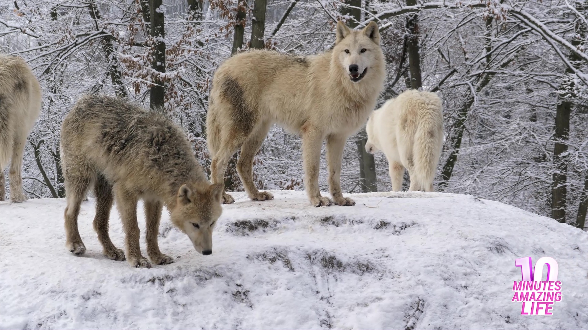 Rare moment arctic wolves roam through snowy Czech forest