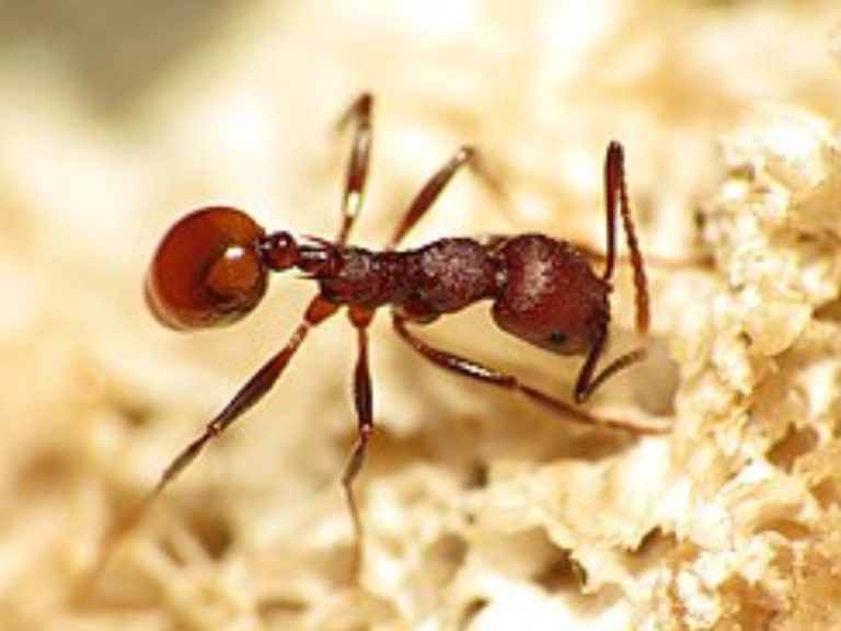 An 8-year-old saw ants dragging tiny oak galls in his backyard, and ...