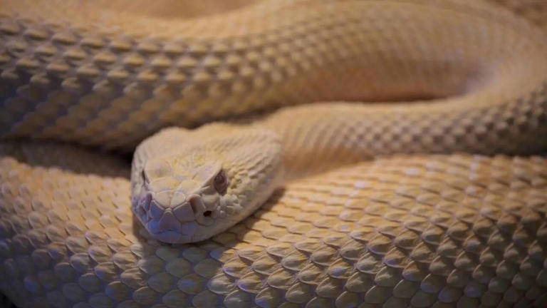 Top 5 snake-filled waters in New York: From Lake Champlain to Oneida Lake