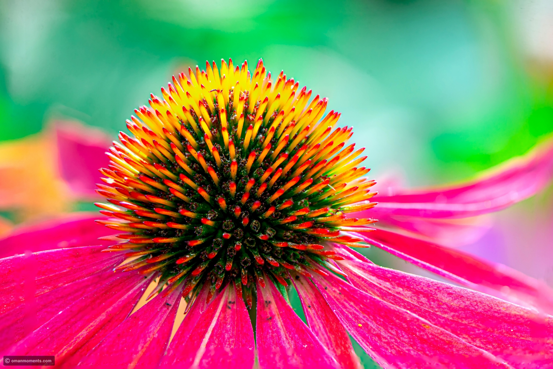 The most stunning perennial flowers that keep blooming year after year