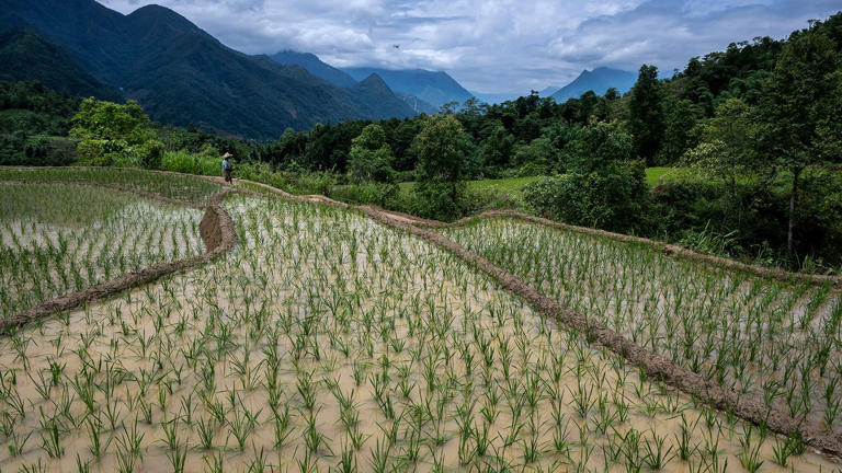 Global warming is accelerating 5,000 times faster than rice can evolve
