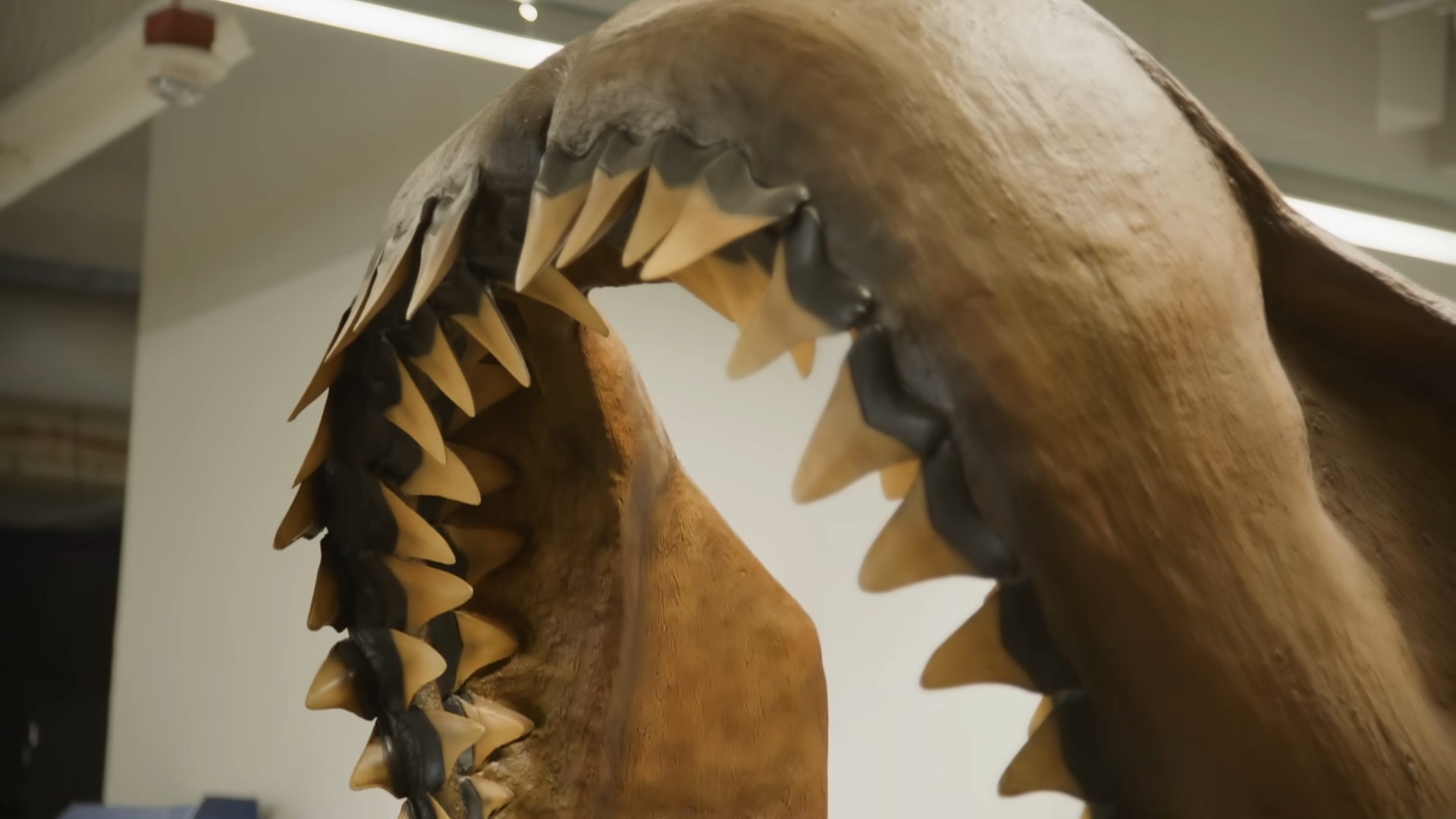 Scientists thought megalodon was 59 feet long - then a fossil suggested ...