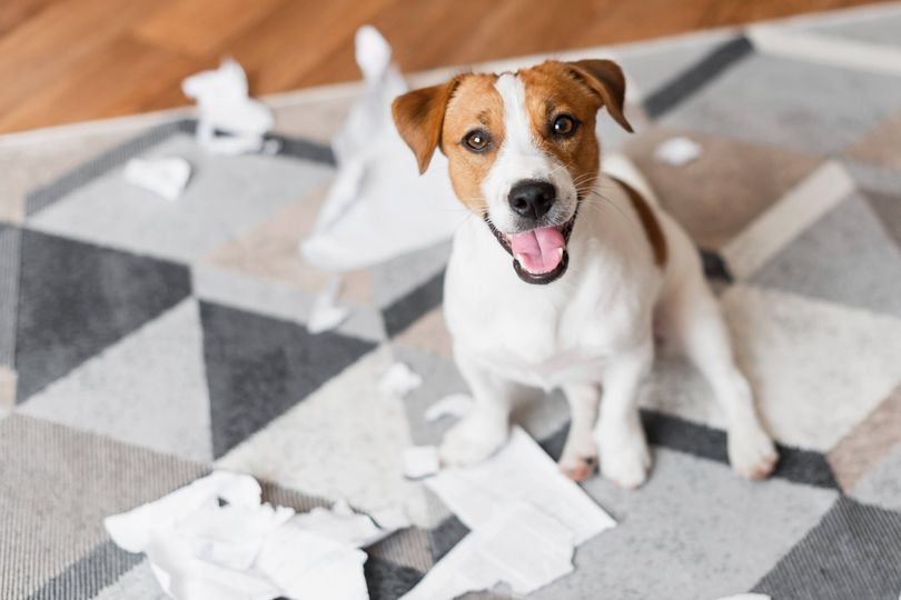 How long can you legally leave your dog or cat home alone?
