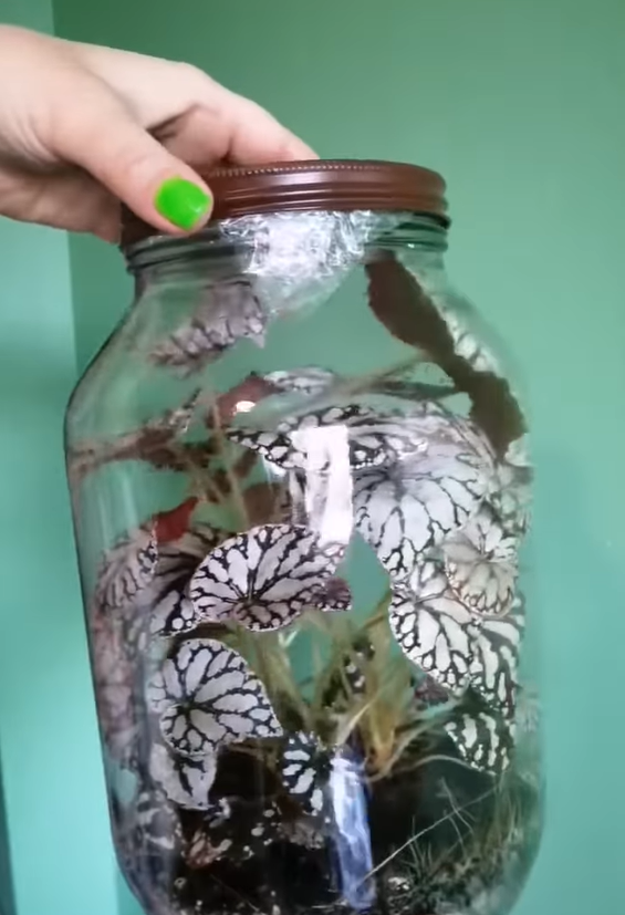 Why this pickle jar setup works for begonia propagation