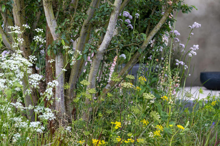 3 fast-growing plants spotted everywhere at the RHS Chelsea Flower Show