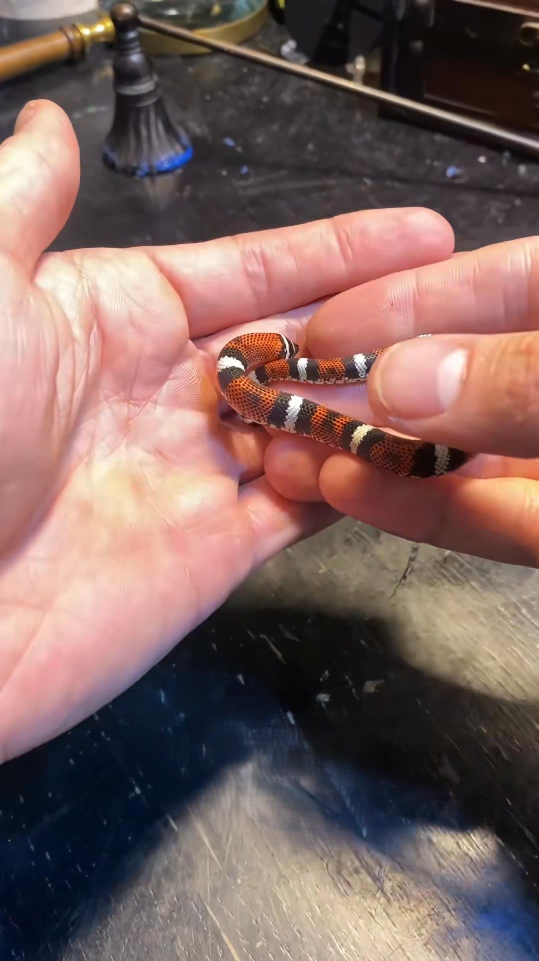Picky eater at the Molinaro Snake Lab
