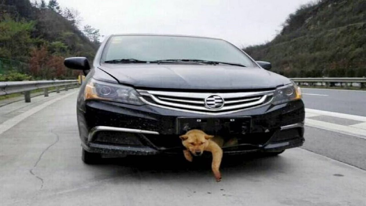 Man hears barking from bumper 200 miles into road trip