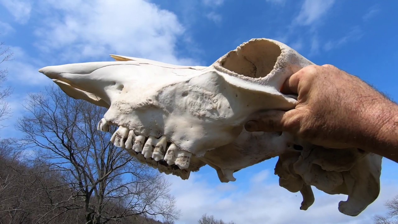 He came looking for relics - but the old property may have hidden a ...