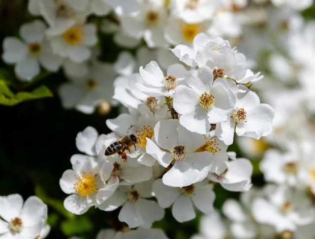 El sureste de Europa alberga una gran diversidad de abejas silvestres ...