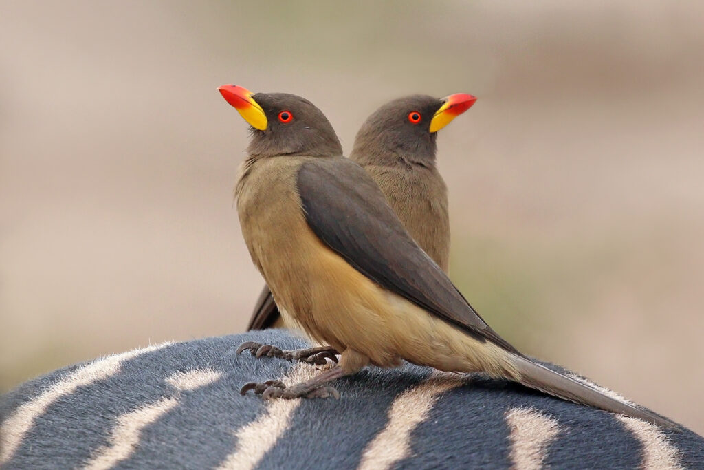 15 wild animals that form unusual alliances in nature