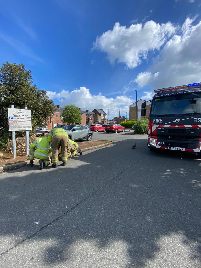 Quacking ending! Fire crew rescue nine ducklings from down a South ...