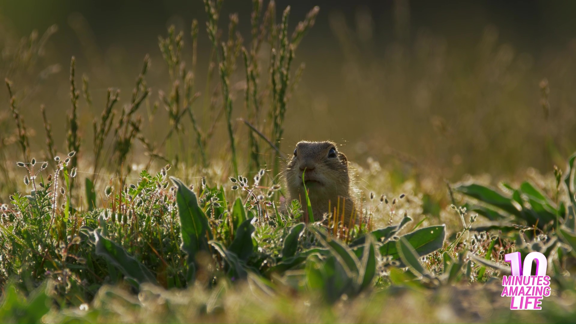 How ground squirrels stay safe from predators while feeding