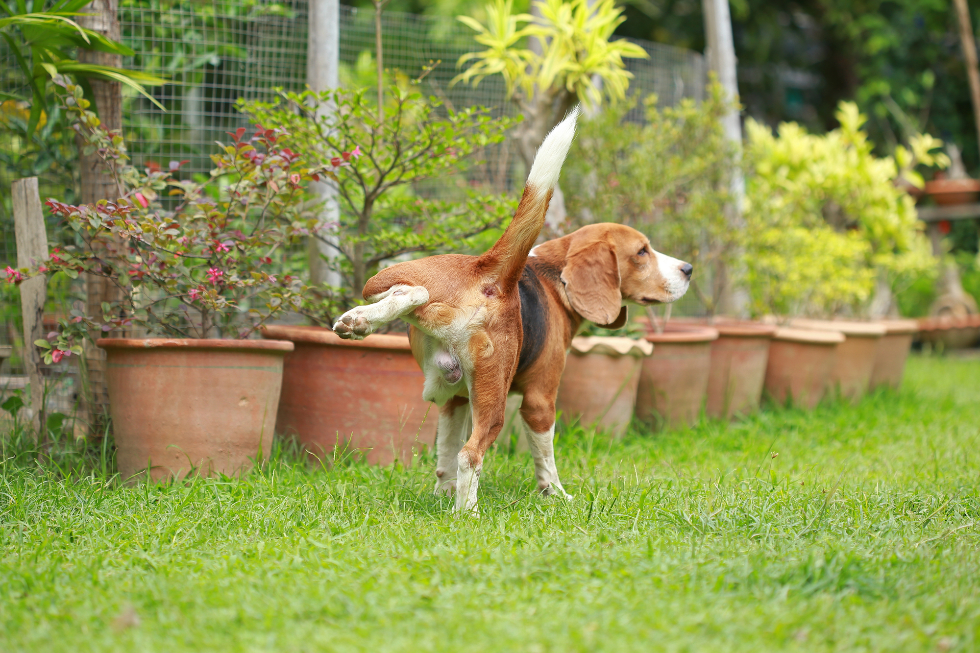 How to stop dog urine burning yellow spots in your lawn without caging ...