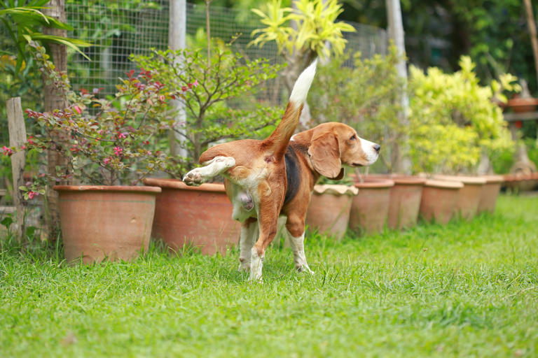 Why dog urine burns yellow patches in your lawn (and how to stop it)