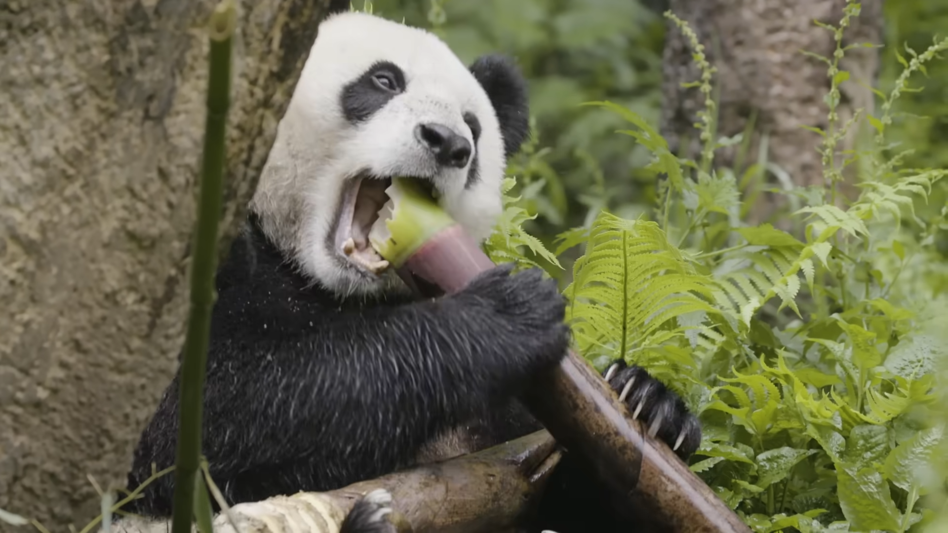 This bear’s survival strategy is just "keep eating until you don’t ...