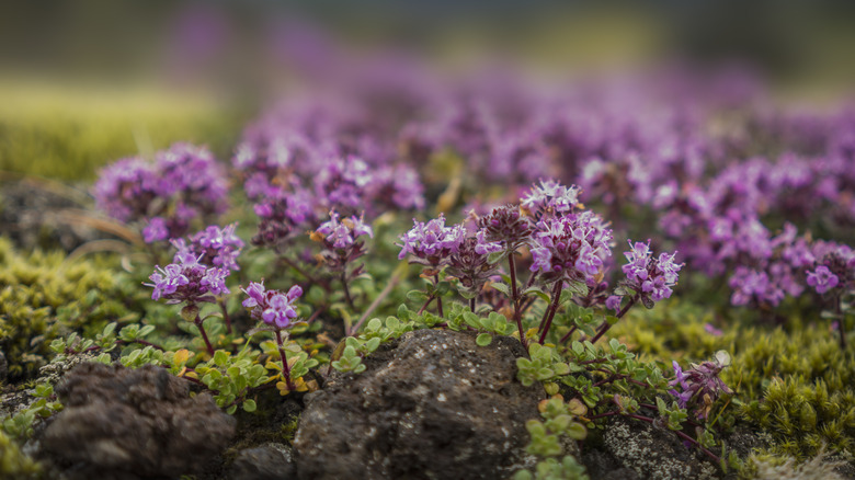 Common mistakes to avoid when using fragrant creeping thyme as a ground ...