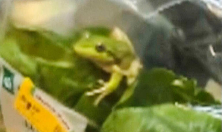 Farmer opens bag of salad and finds live animal inside