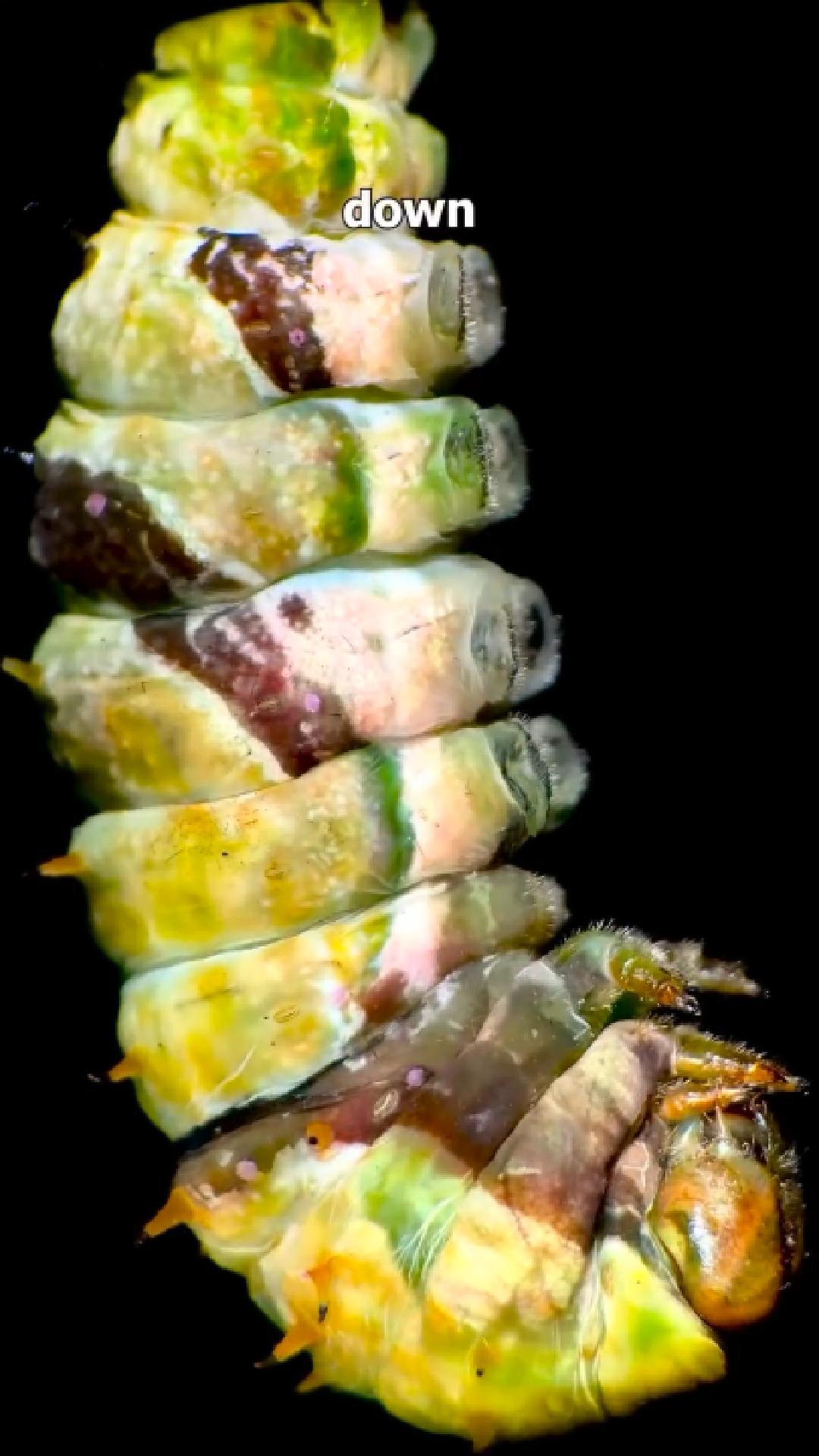 I thought my caterpillar died until something incredible happened