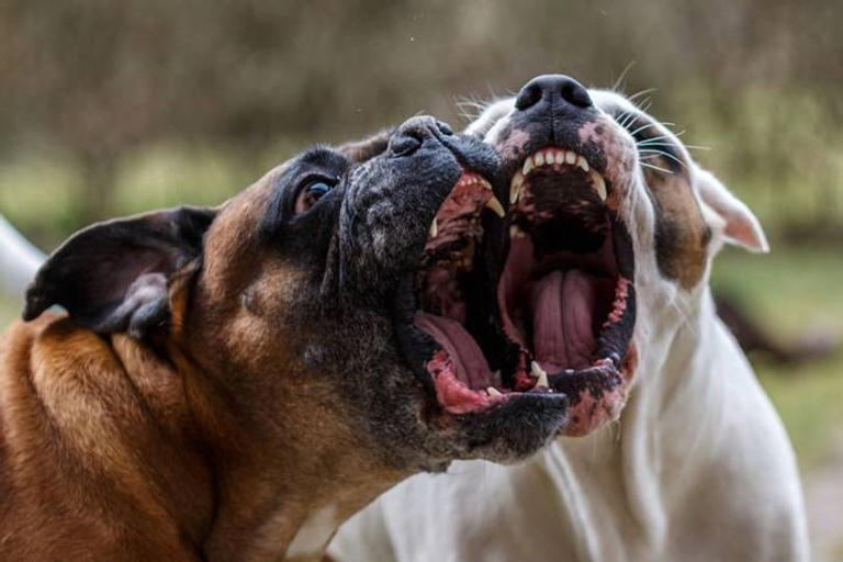 Lawyer explains when you can take action over neighbour's persistent ...