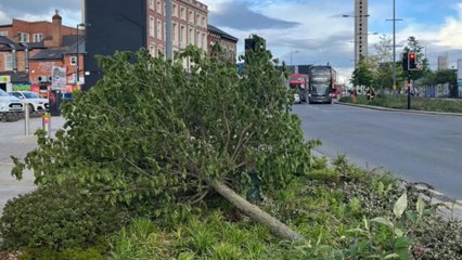 Newly planted Digbeth trees cut down by vandals