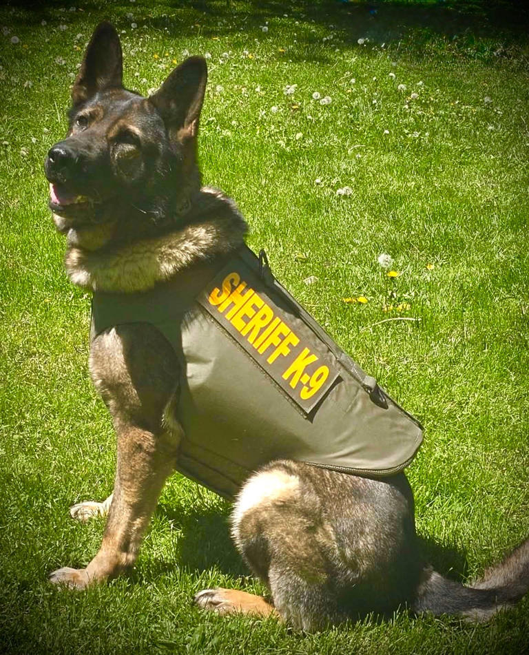K9 Zafra gets life-saving vest from generous donation