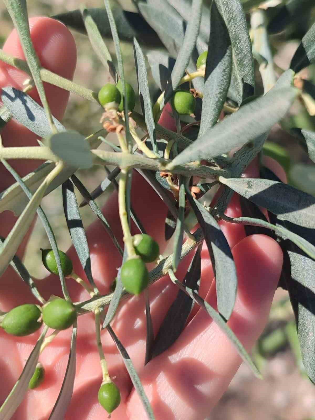 Didim’de zeytin üreticilerine zeytin güvesi uyarısı