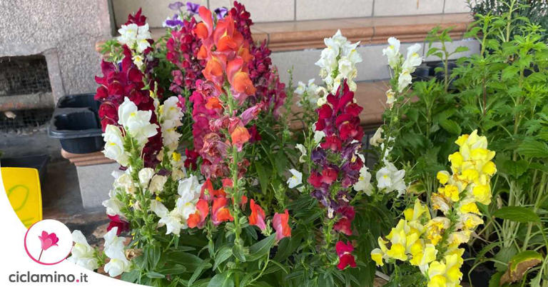 La riscoperta della bocca di leone nelle varietà nane da balcone