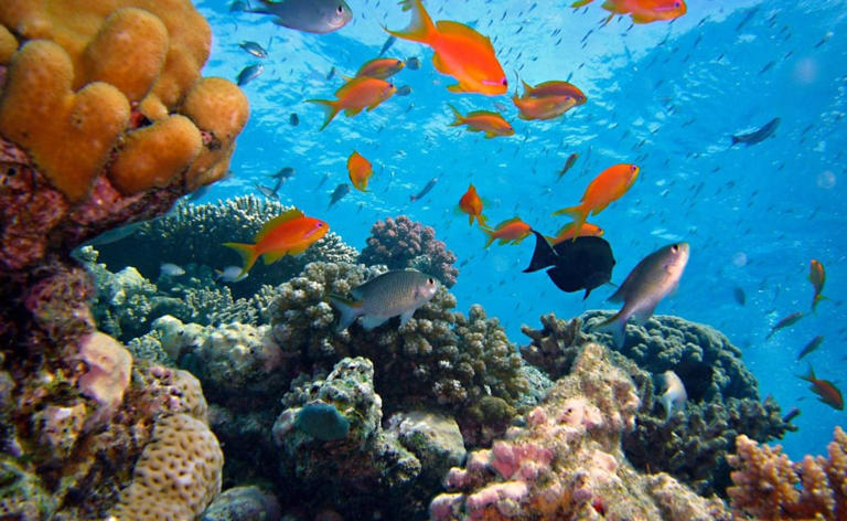 Andaman boosts marine tourism, launches 4 new dive sites in Diglipur