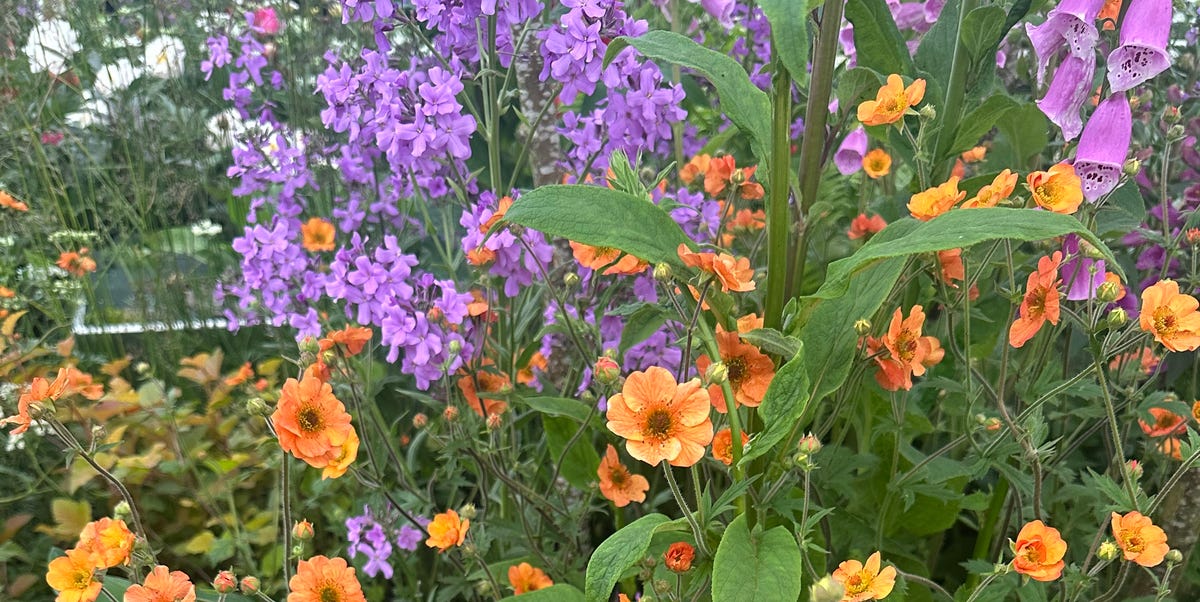 The 7 colours taking over the Chelsea Flower Show 2026 — including the ...