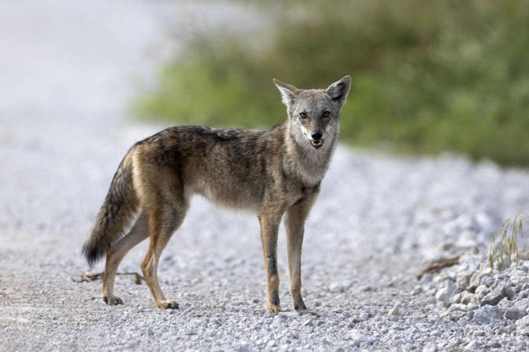 Cyanide bombs return to public lands as Donald Trump reverses Biden-era ...