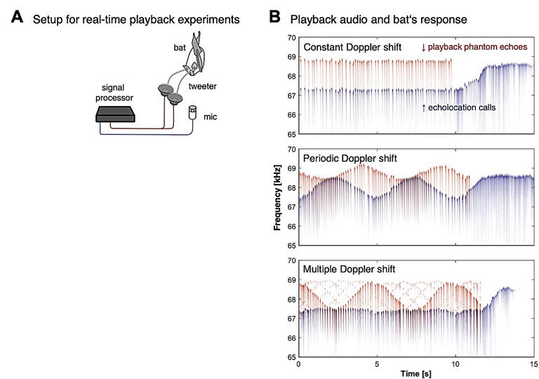 Bats create 'silent frequency zones' to detect prey in noisy flight ...