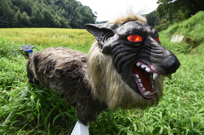 Robot wolf to deter bears sparks terror as firm struggles to meet high ...