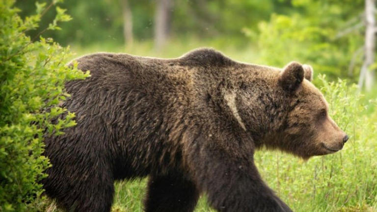 Hunter kills charging grizzly bear near Ashton, Idaho, in defense of life