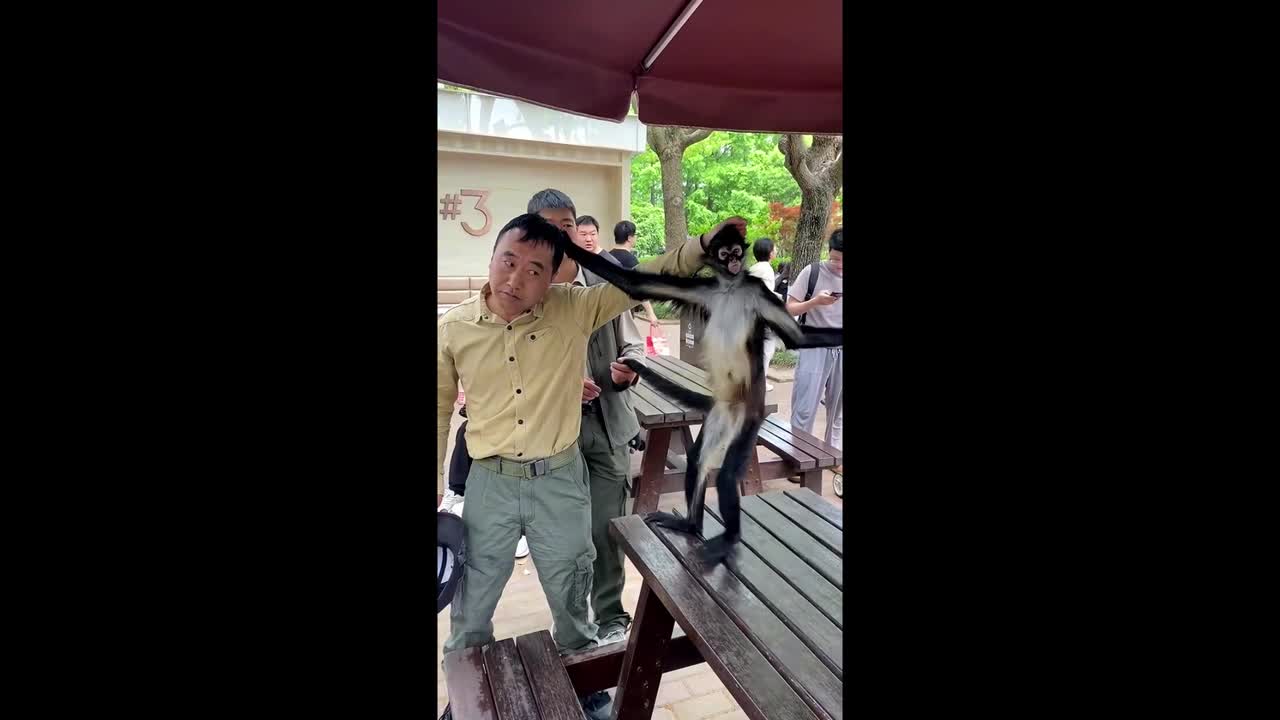Heartwarming bond: See spider monkey and caregiver engage in playful ...