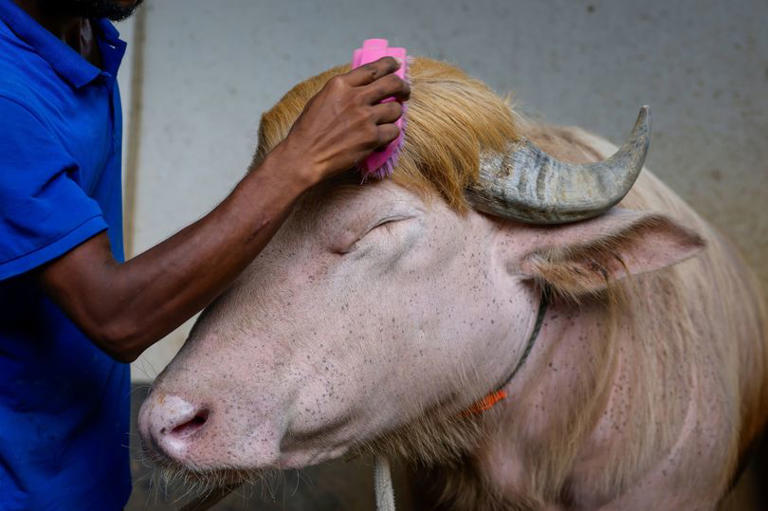 Rare albino buffalo nicknamed 'Donald Trump' for uncanny resemblance to ...