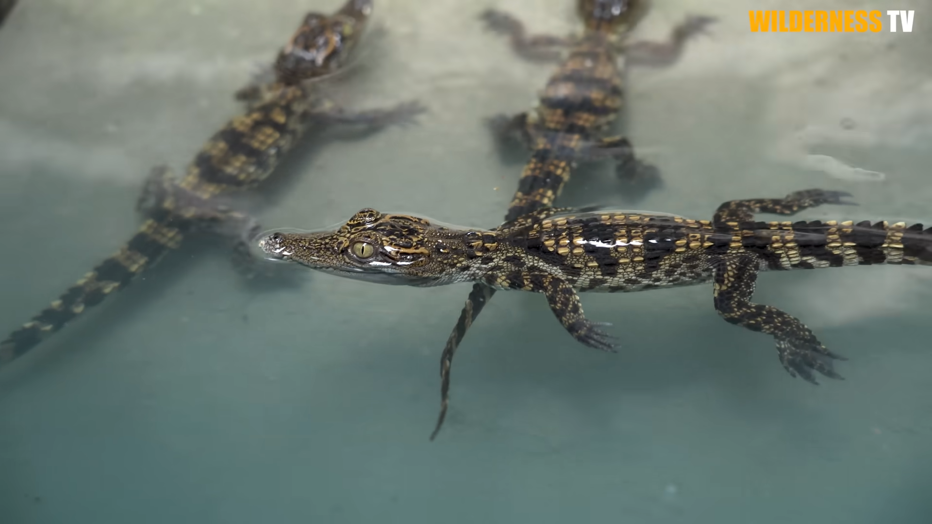 Watch this tiny crocodile explore its giant new pond for the first time ...