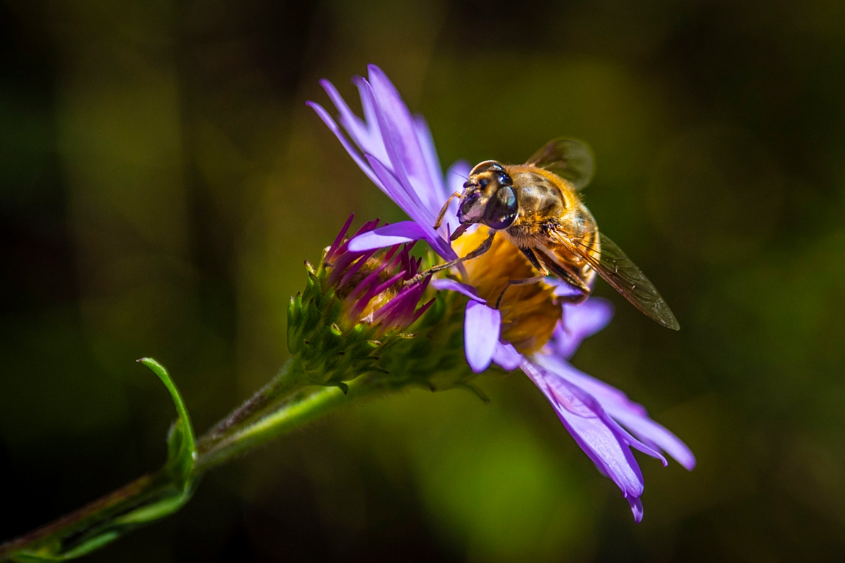 Experts sound alarm as North American bees start unusually early swarm ...