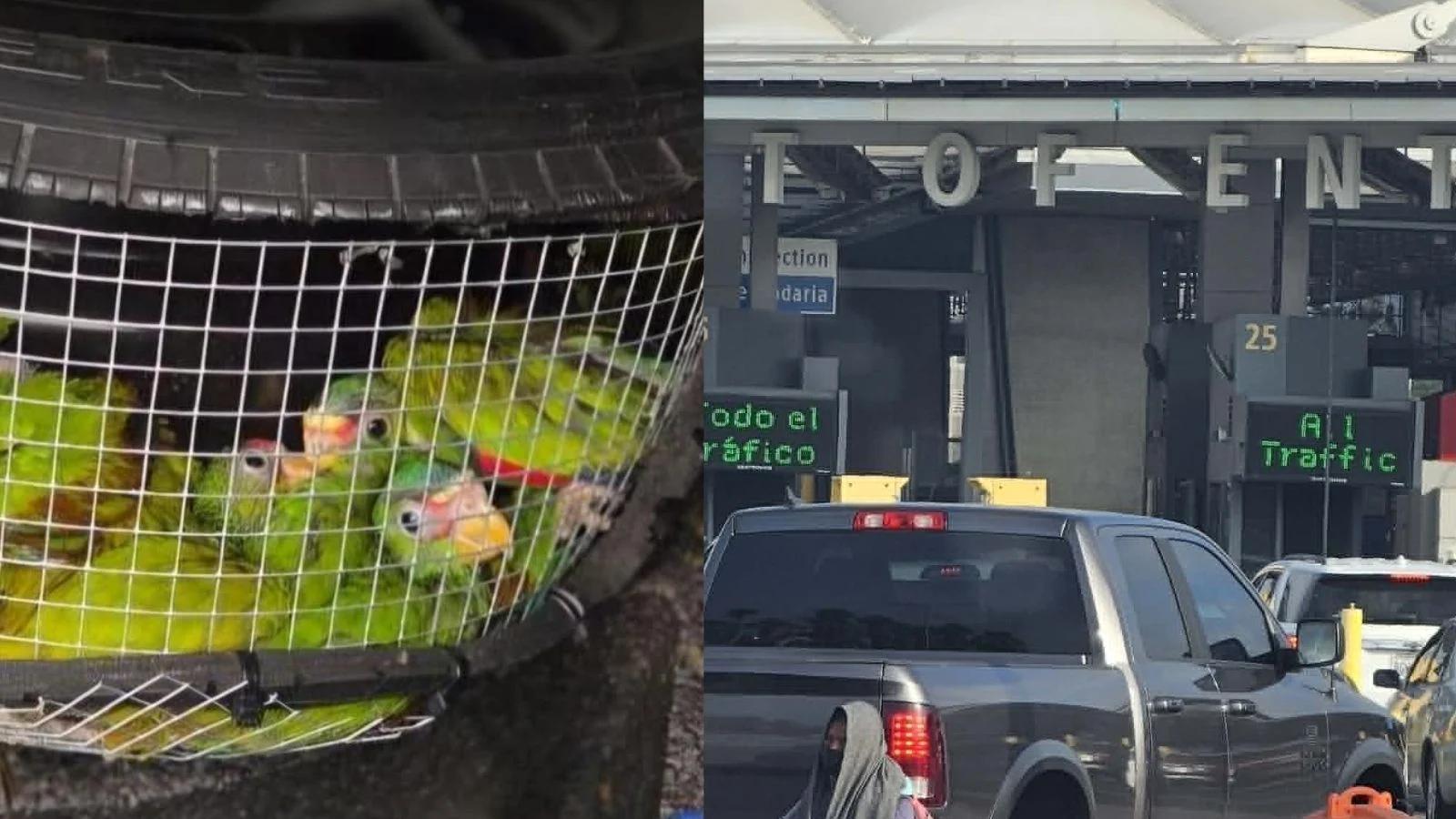 Acusan a dos personas de traficar loros y periquitos en peligro de ...