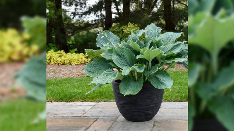 The potted hosta cultivar that's great for shaded porches