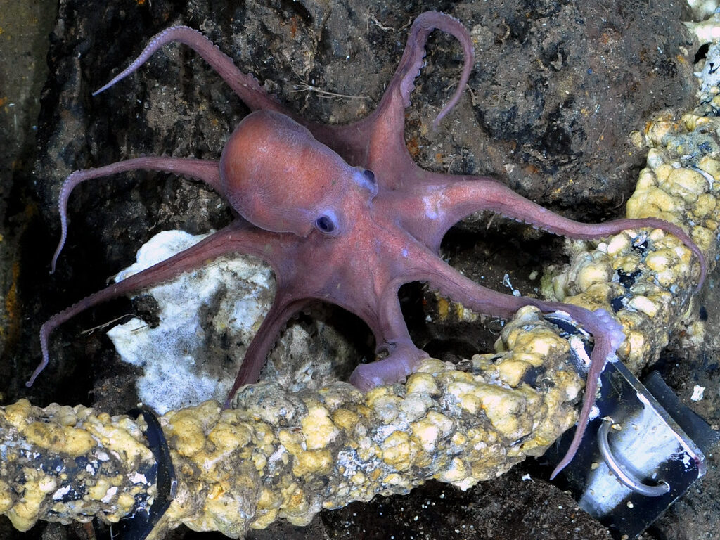 15 wild animals that form unusual alliances in nature