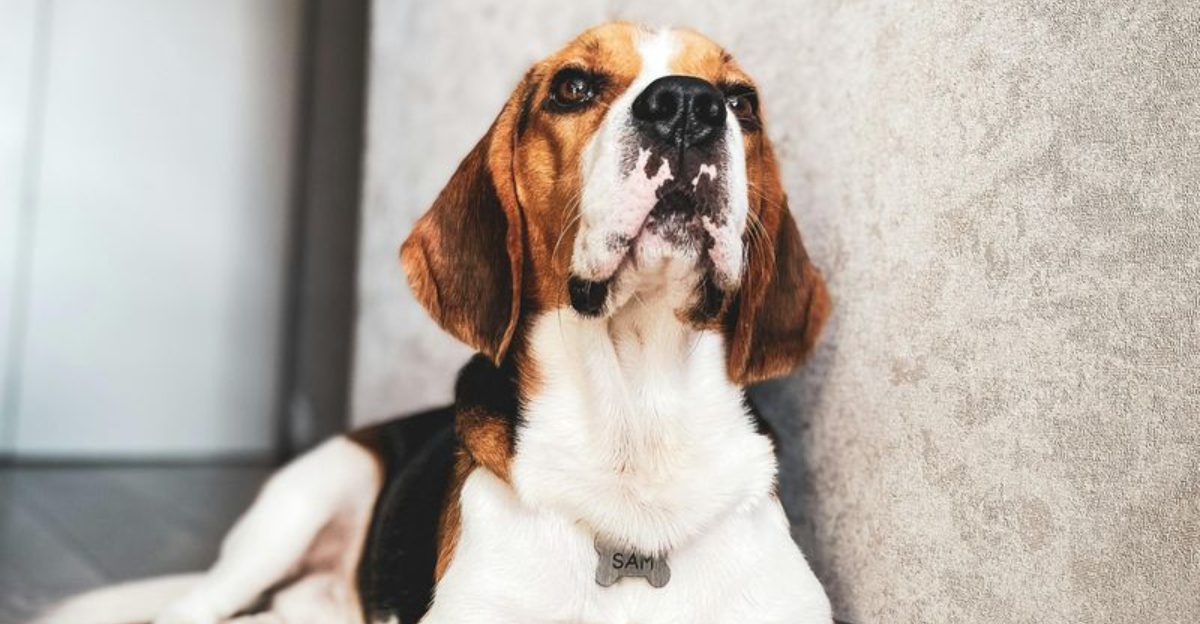 If you want less stress and fewer behavior struggles, these 13 dogs ...