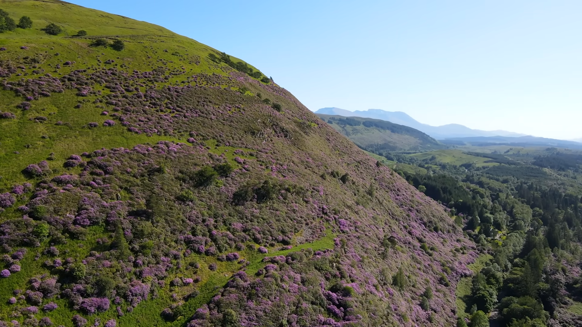 Watch what this invasive pink plant does once it takes hold