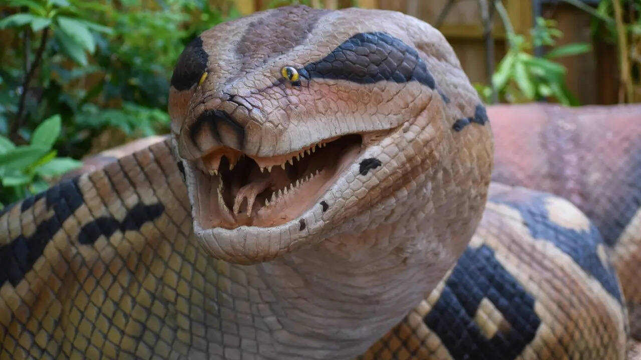 5 snake parks in India where travellers can spot rare and venomous ...